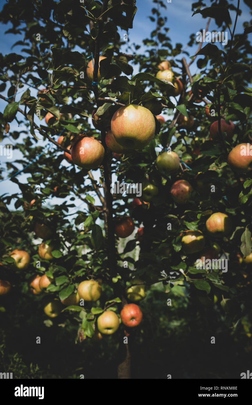 Apple tree in garden Stock Photo - Alamy