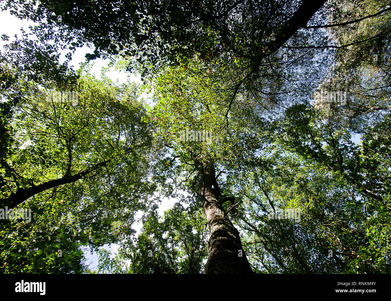 Outside tree hi-res stock photography and images - Alamy