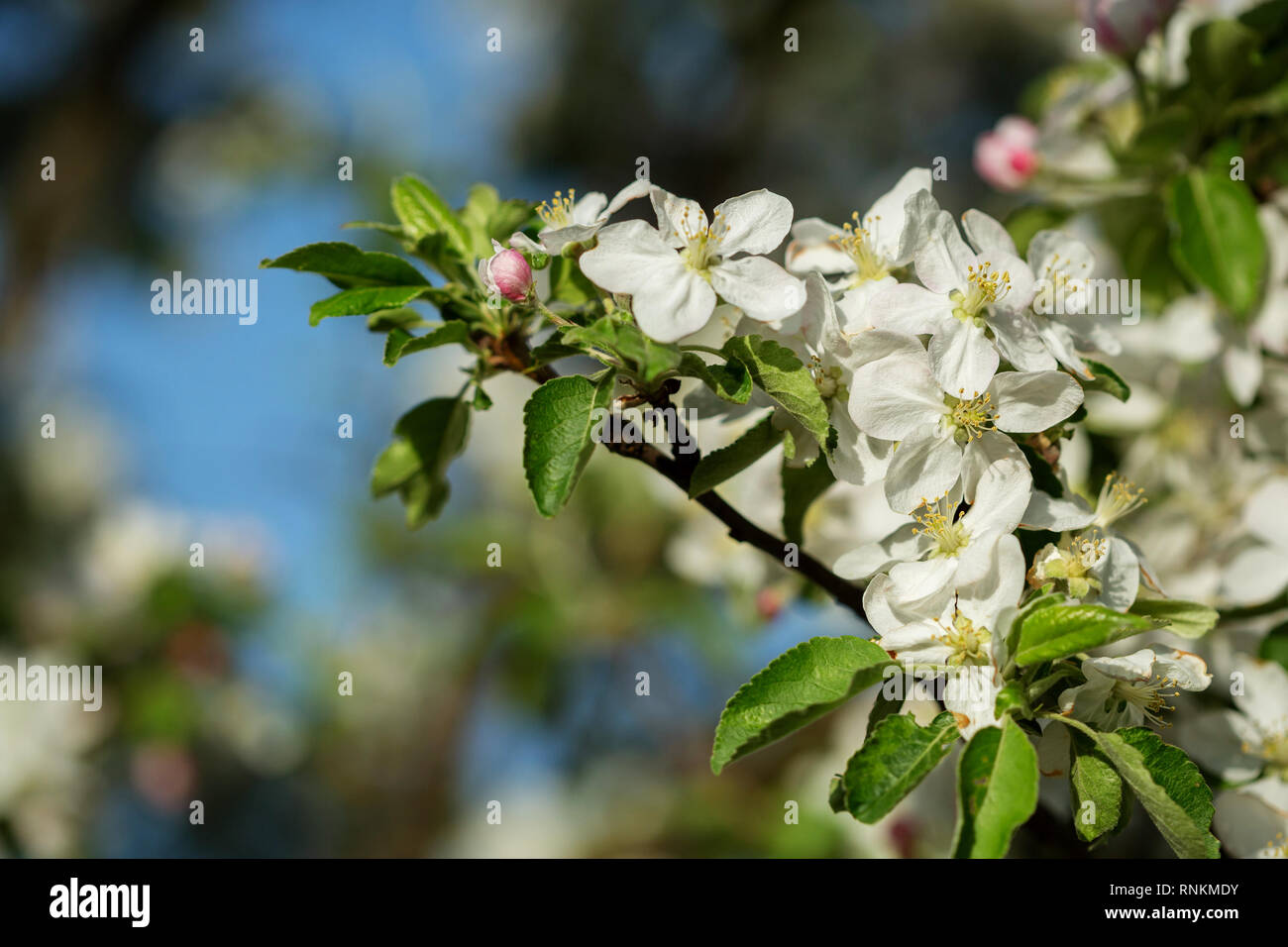 Spring blossom branches Stock Photo - Alamy