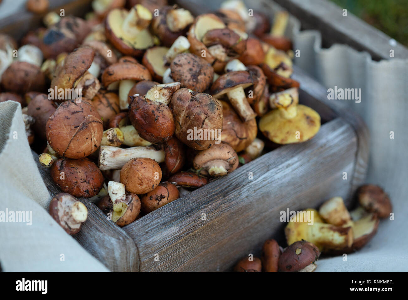 Mushrooms in box hi-res stock photography and images - Alamy