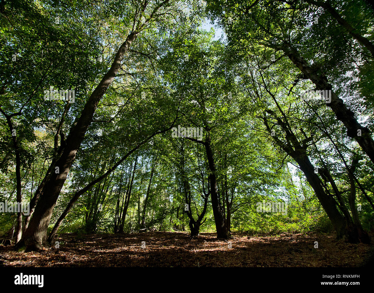 Low-angle shot of trees in a forest with green foliage, undergrowth in ...