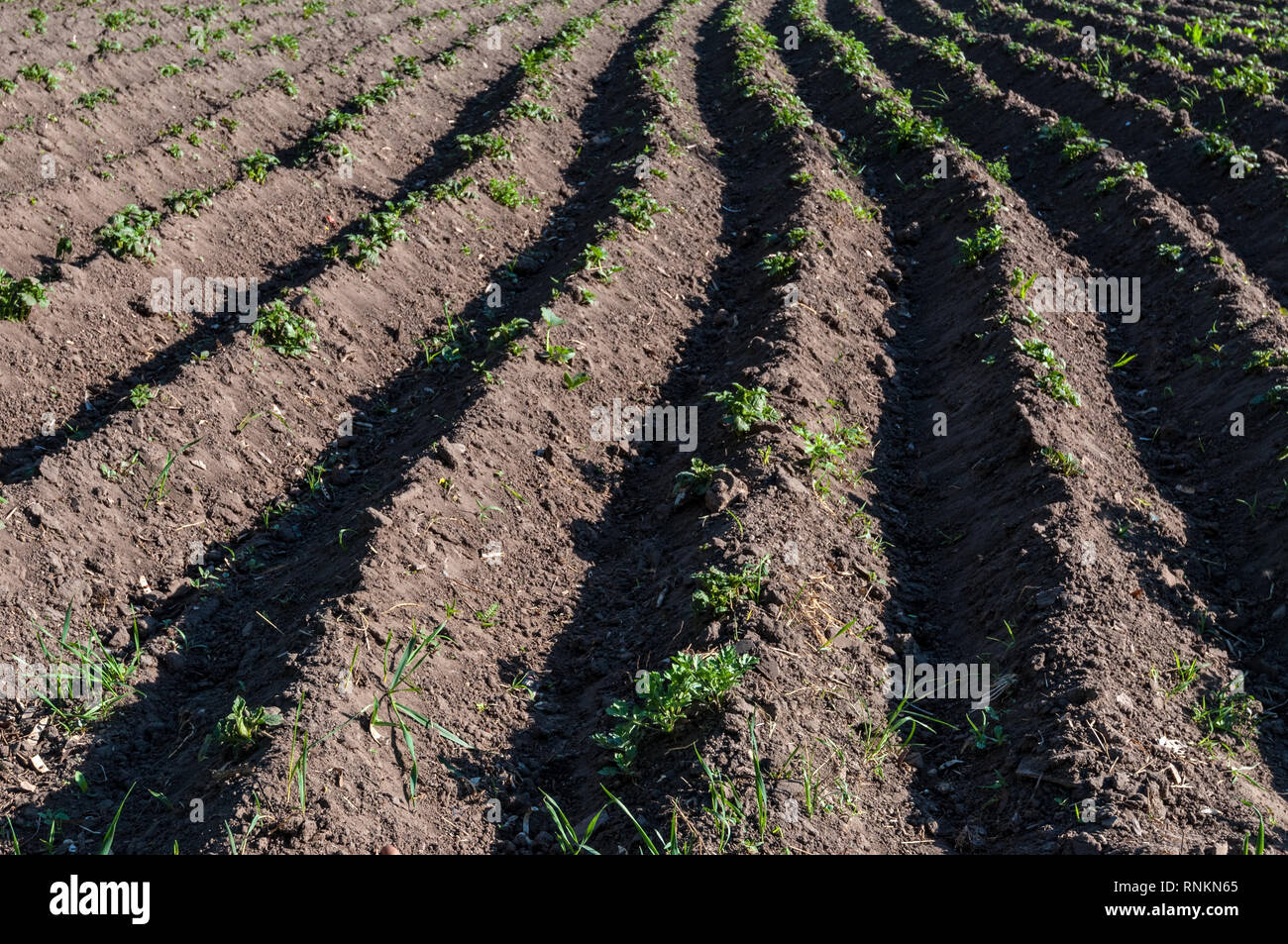 Plowed Chernozemic soil (humus) field in Kyiv Region, Ukraine Stock ...