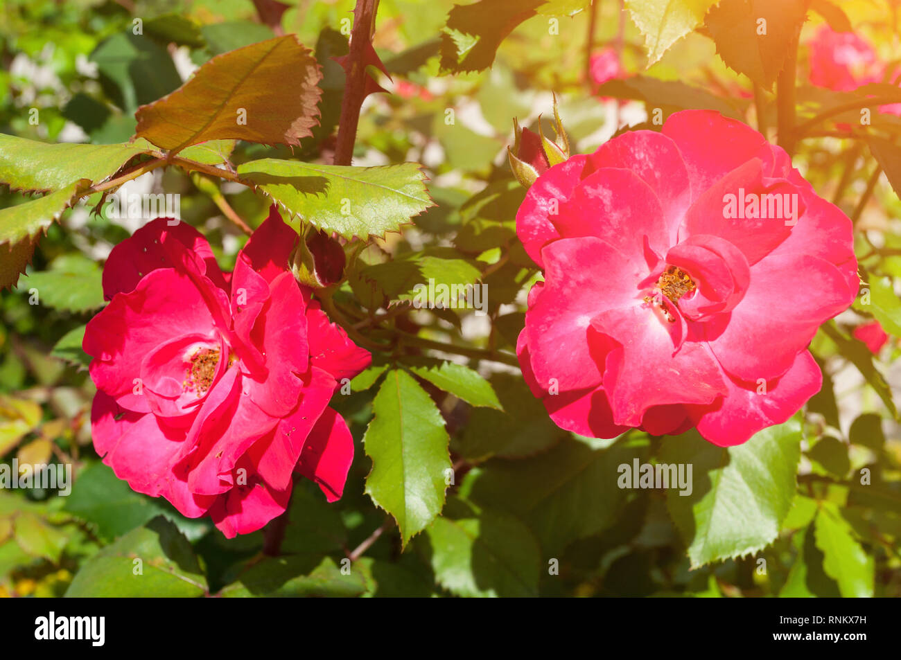 Rose flowers in the garden, closeup. Summer flower of red roses under ...
