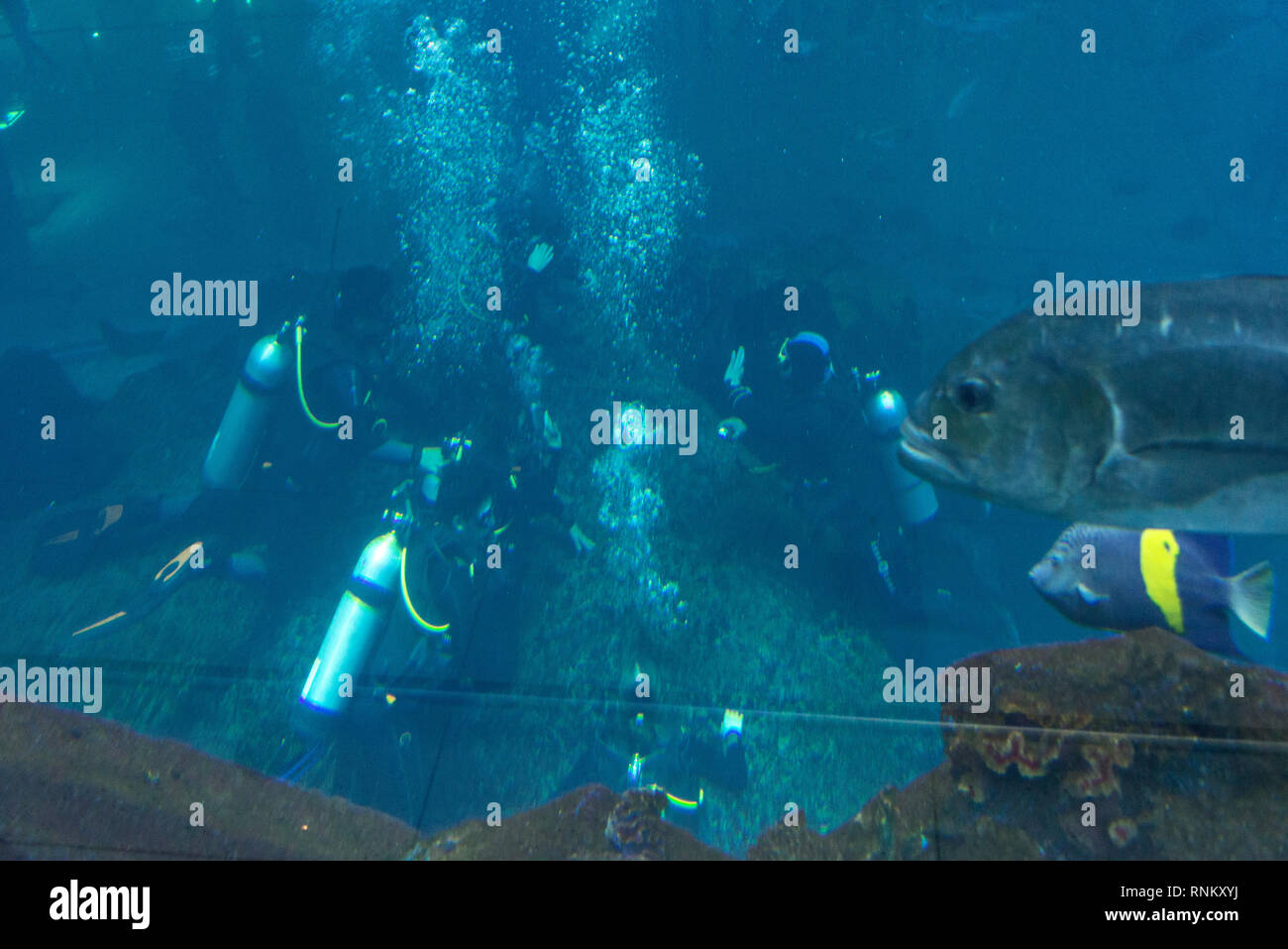 A group of tourist divers accompanied with a professional diver inside ...
