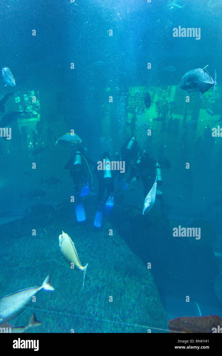 A group of tourist divers accompanied with a professional diver inside ...