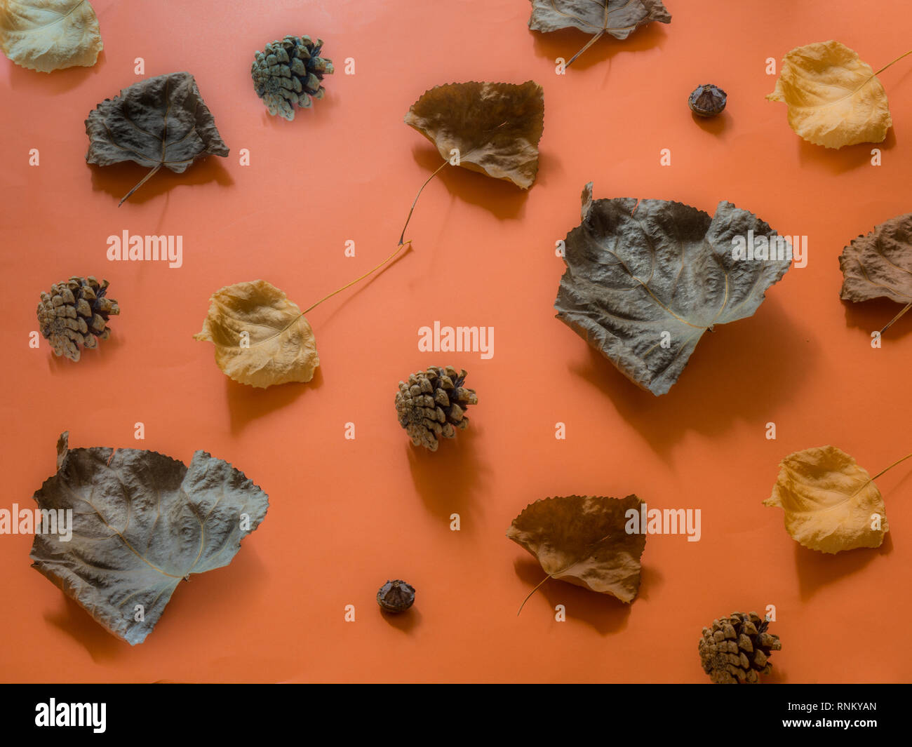 Strong orange hi-res stock photography and images - Alamy