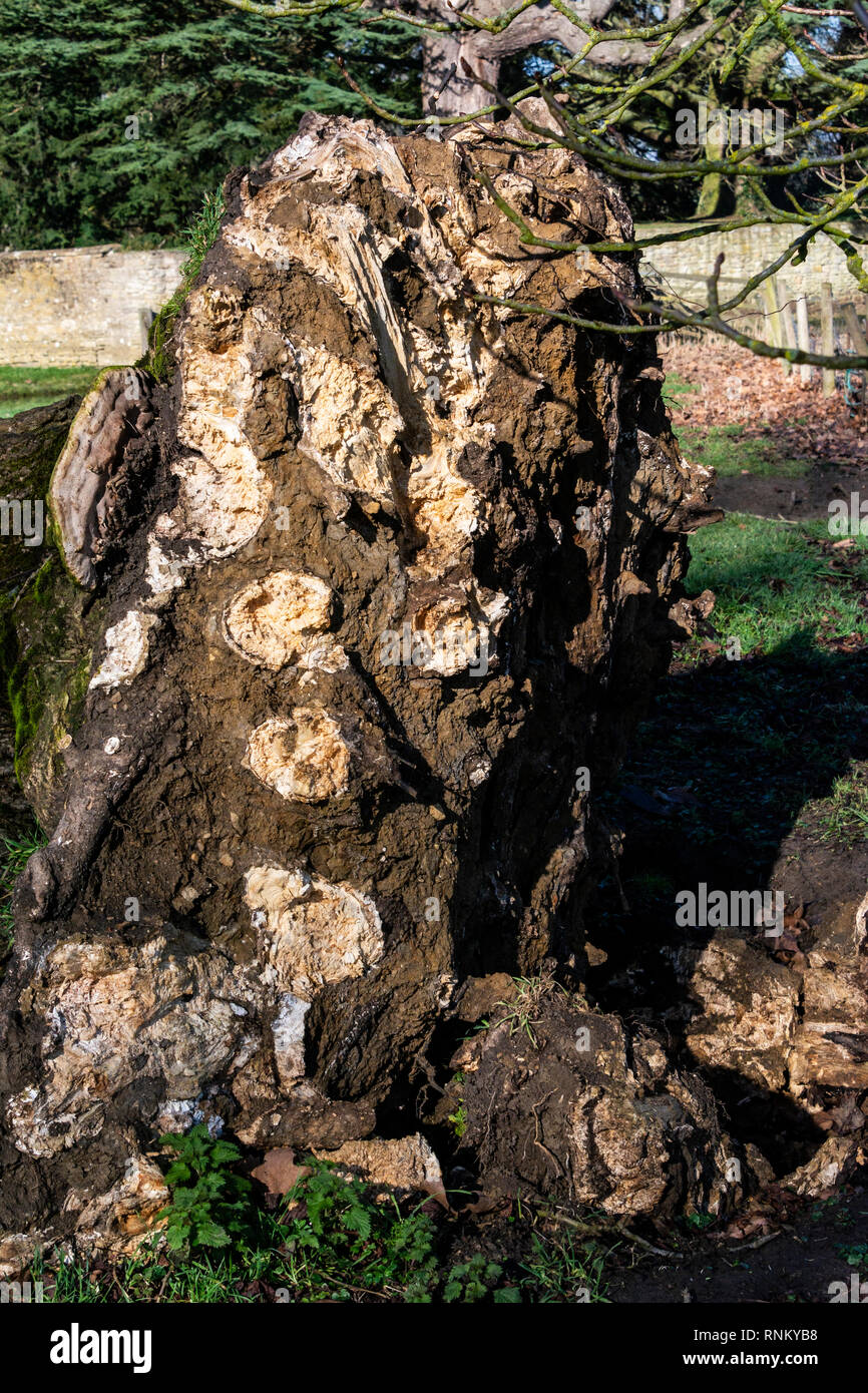 Dead And Rotten Tree High Resolution Stock Photography and Images - Alamy