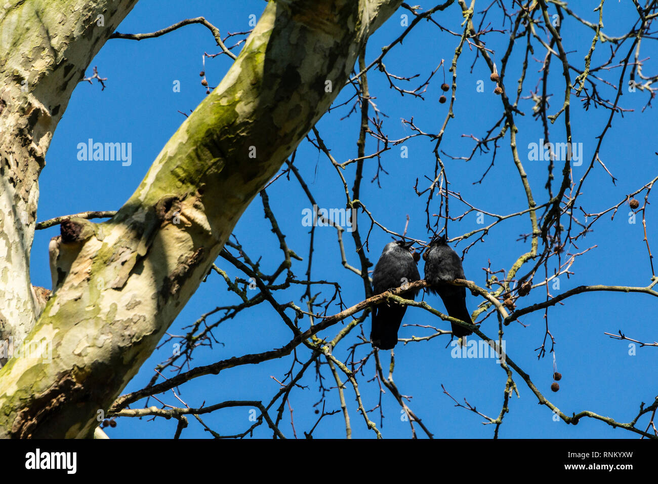 A pair of jackdaws (Coloeus monedula) perching on a tree branch Stock ...