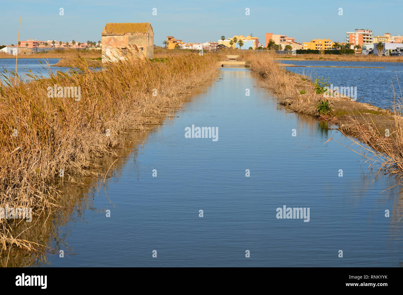 Rice fields cultivated under an integrated pest management approach, L ...