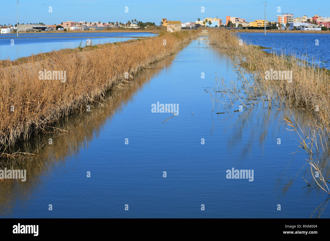Rice fields cultivated under an integrated pest management approach, L ...