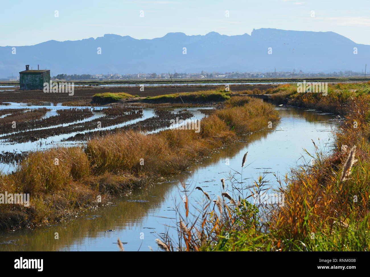 Rice fields cultivated under an integrated pest management approach, L ...