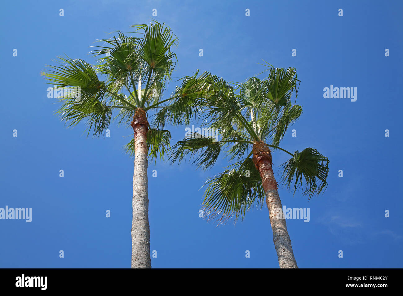 Trees swaying in wind bending hi-res stock photography and images - Alamy