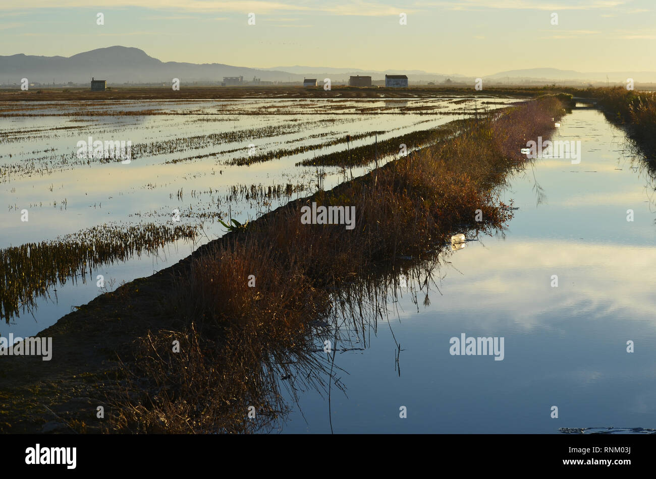Rice fields cultivated under an integrated pest management approach, L ...
