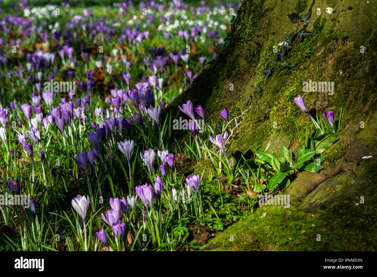 Purple crocuses growing in the roots of a tree Stock Photo - Alamy