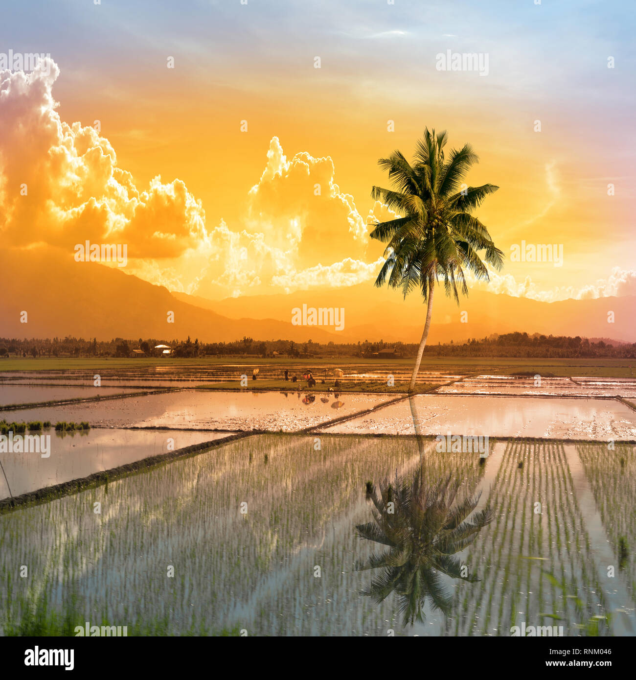 Philippine rice field hi-res stock photography and images - Alamy