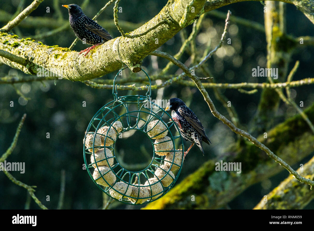 Common starlings (Sturnus vulgaris) on a fat ball bird feeder Stock ...