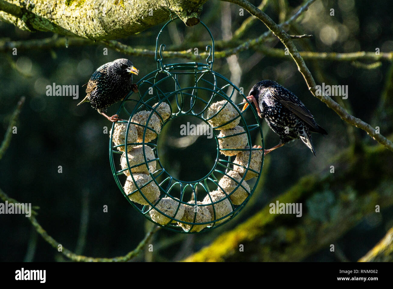 Starlings On Fat Ball Feeder High Resolution Stock Photography and ...