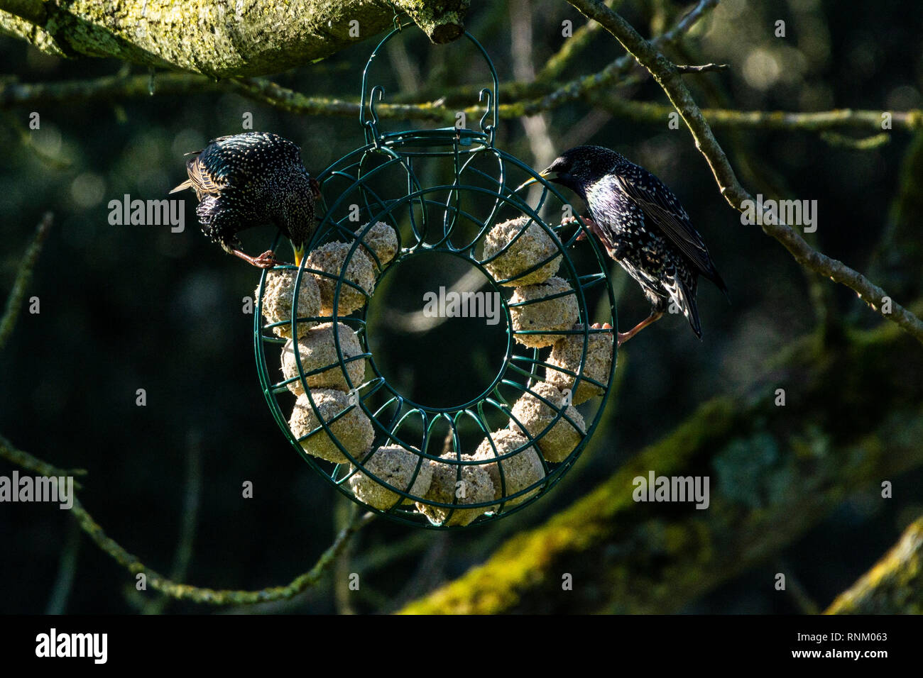 Two common starlings (Sturnus vulgaris) on a fat ball feeder Stock ...