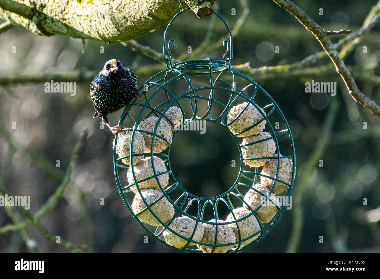 Fat balls britain winter hi-res stock photography and images - Alamy