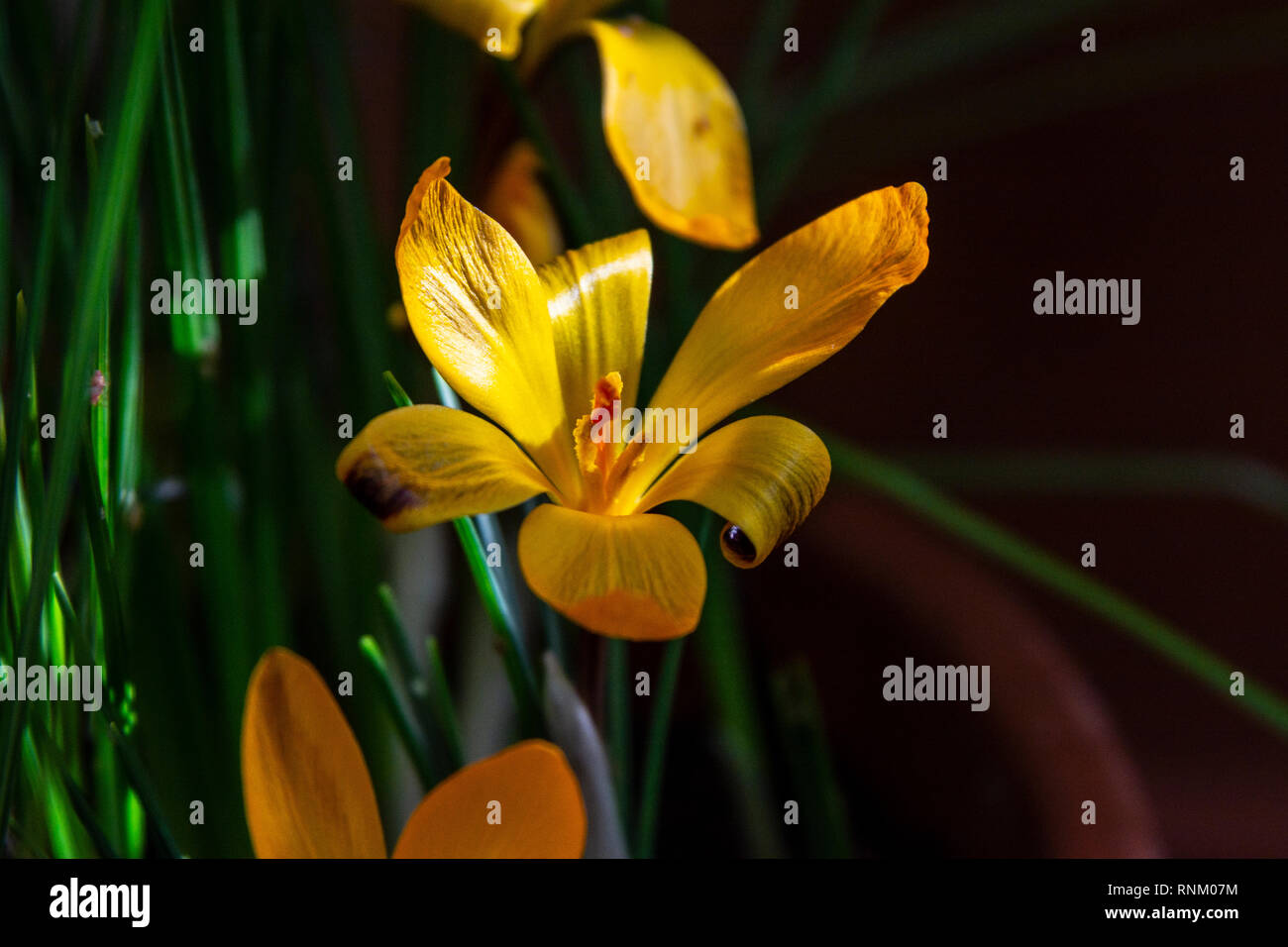 Syn crocus susianus hi-res stock photography and images - Alamy