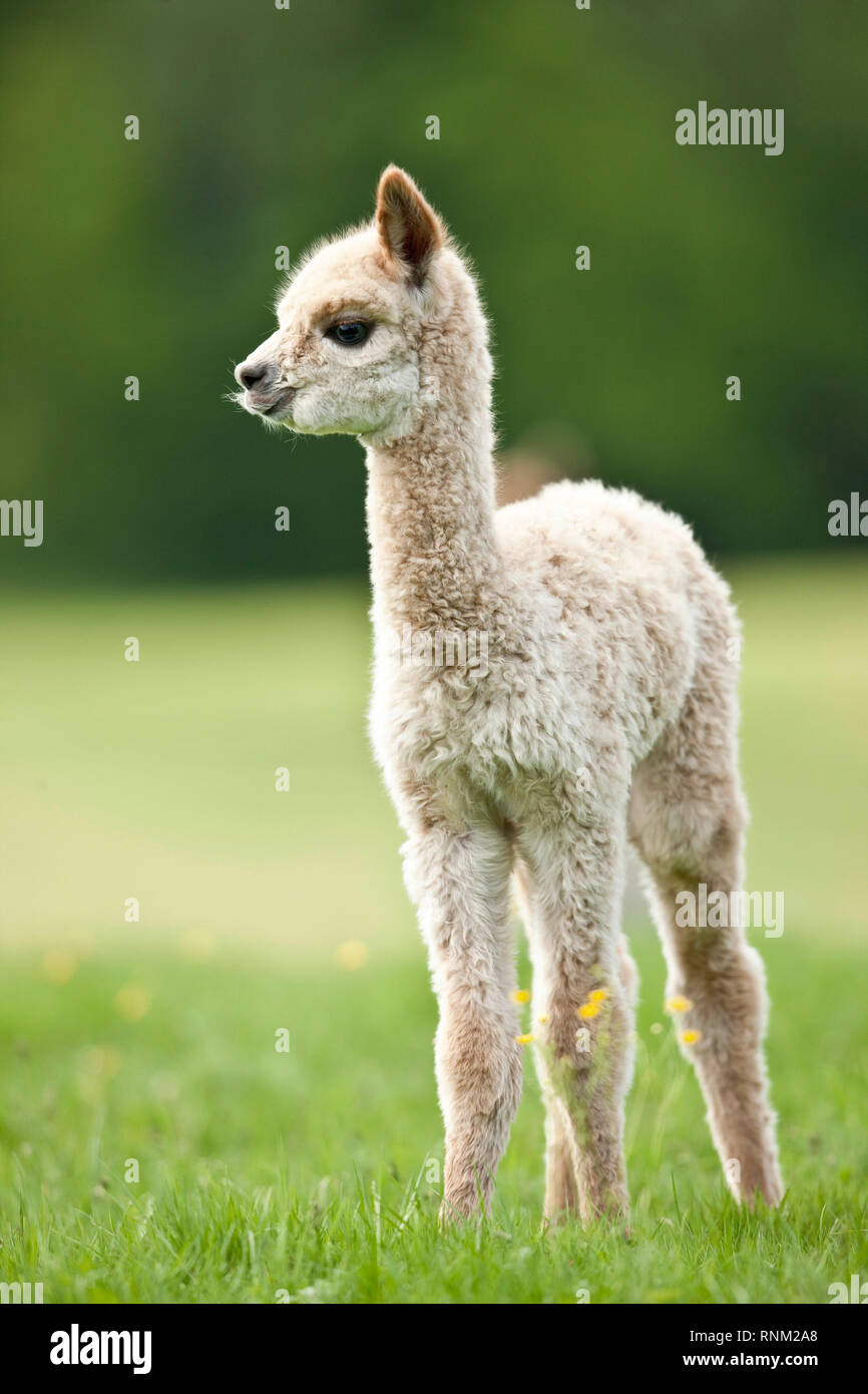 Cria hi-res stock photography and images - Alamy