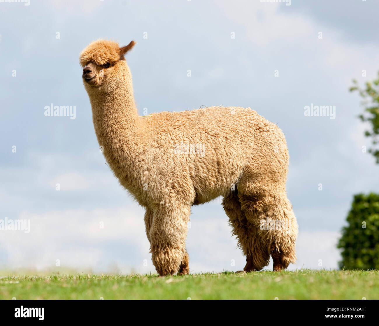 Alpaca domestic hi-res stock photography and images - Alamy