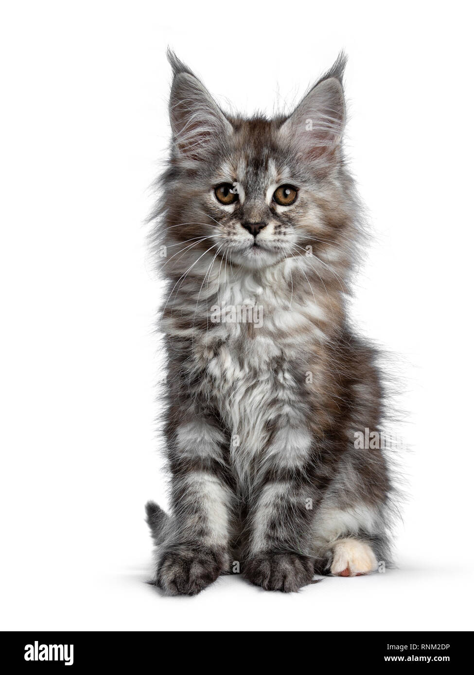 Gorgeous cute Maine Coon cat kitten sitting up straight. Looking at ...