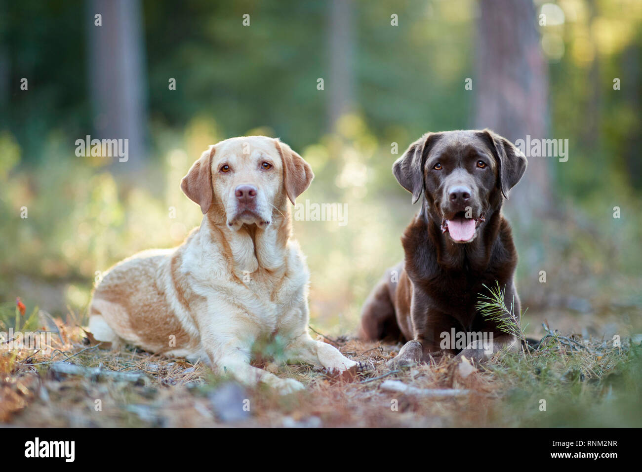 Adult labrador retriever hi-res stock photography and images - Alamy
