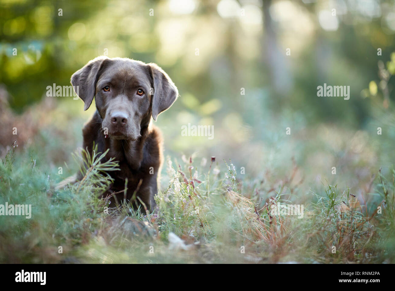 Adult labrador retriever hi-res stock photography and images - Alamy