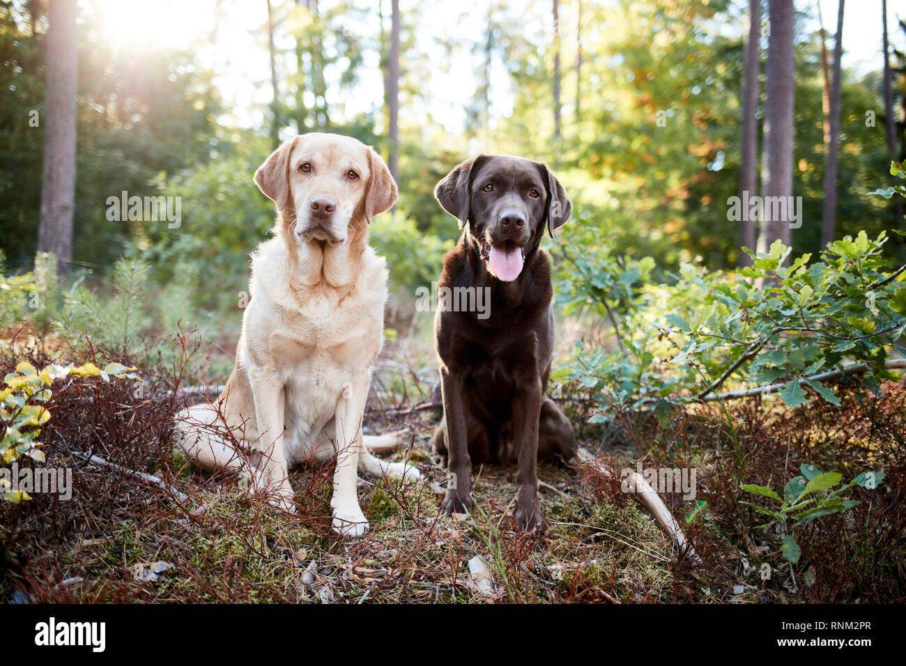 Adult labrador retriever hi-res stock photography and images - Alamy