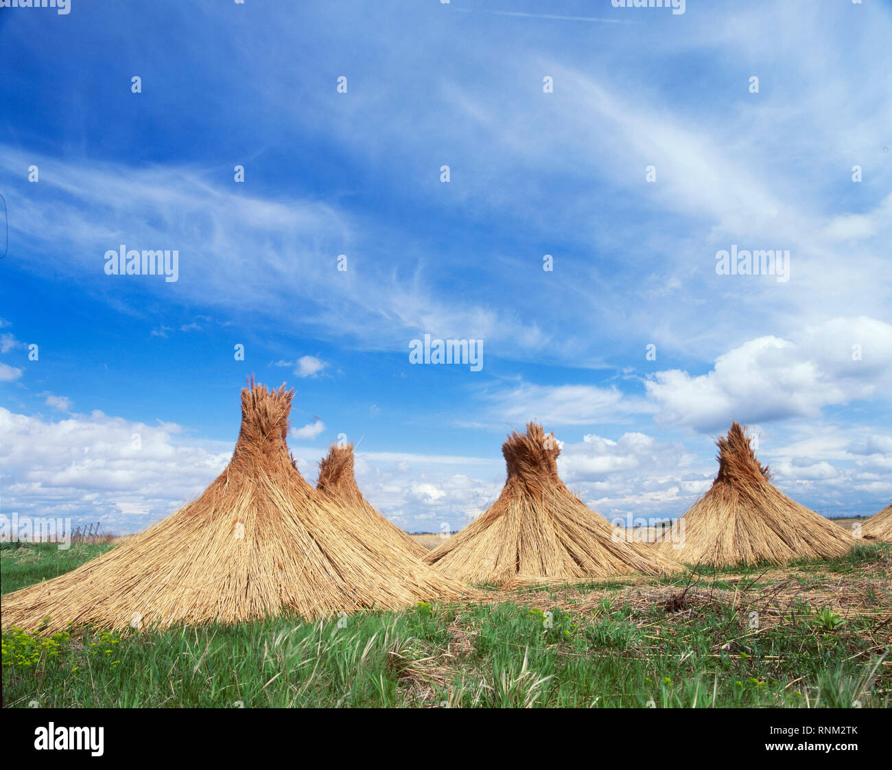 Common reed phragmites communis hi-res stock photography and images - Alamy