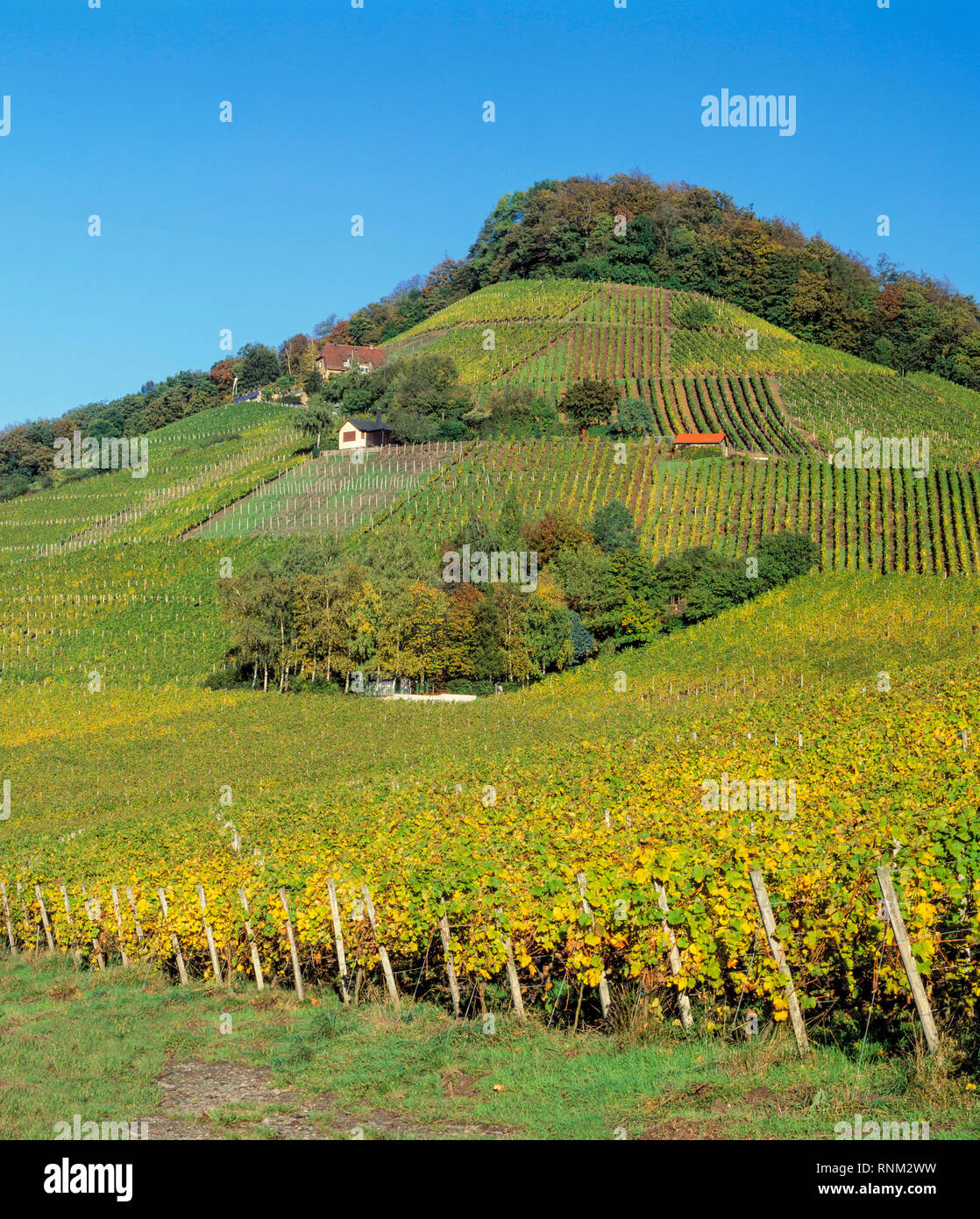 Handthal hi-res stock photography and images - Alamy