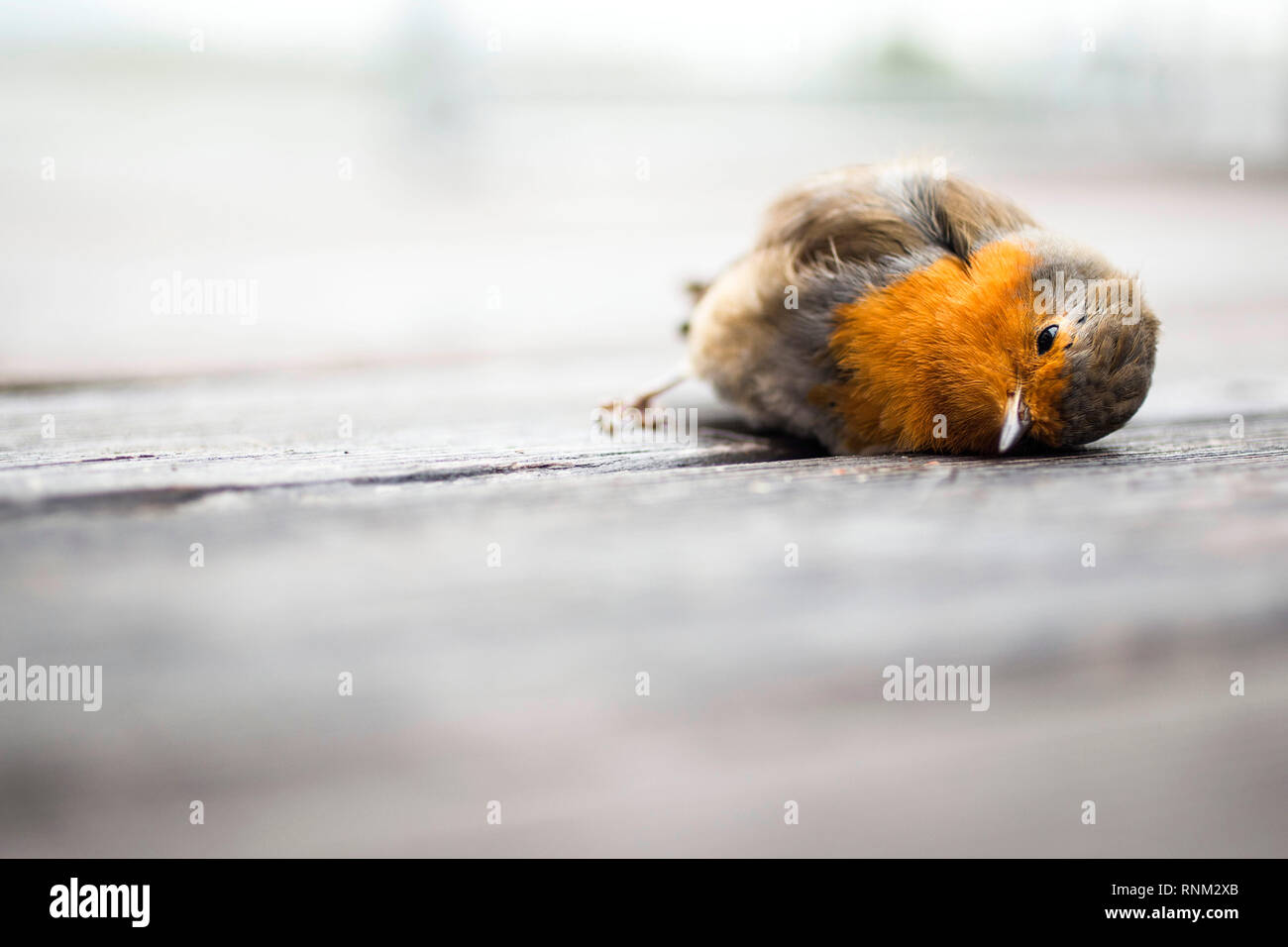 Dead robin hi-res stock photography and images - Alamy