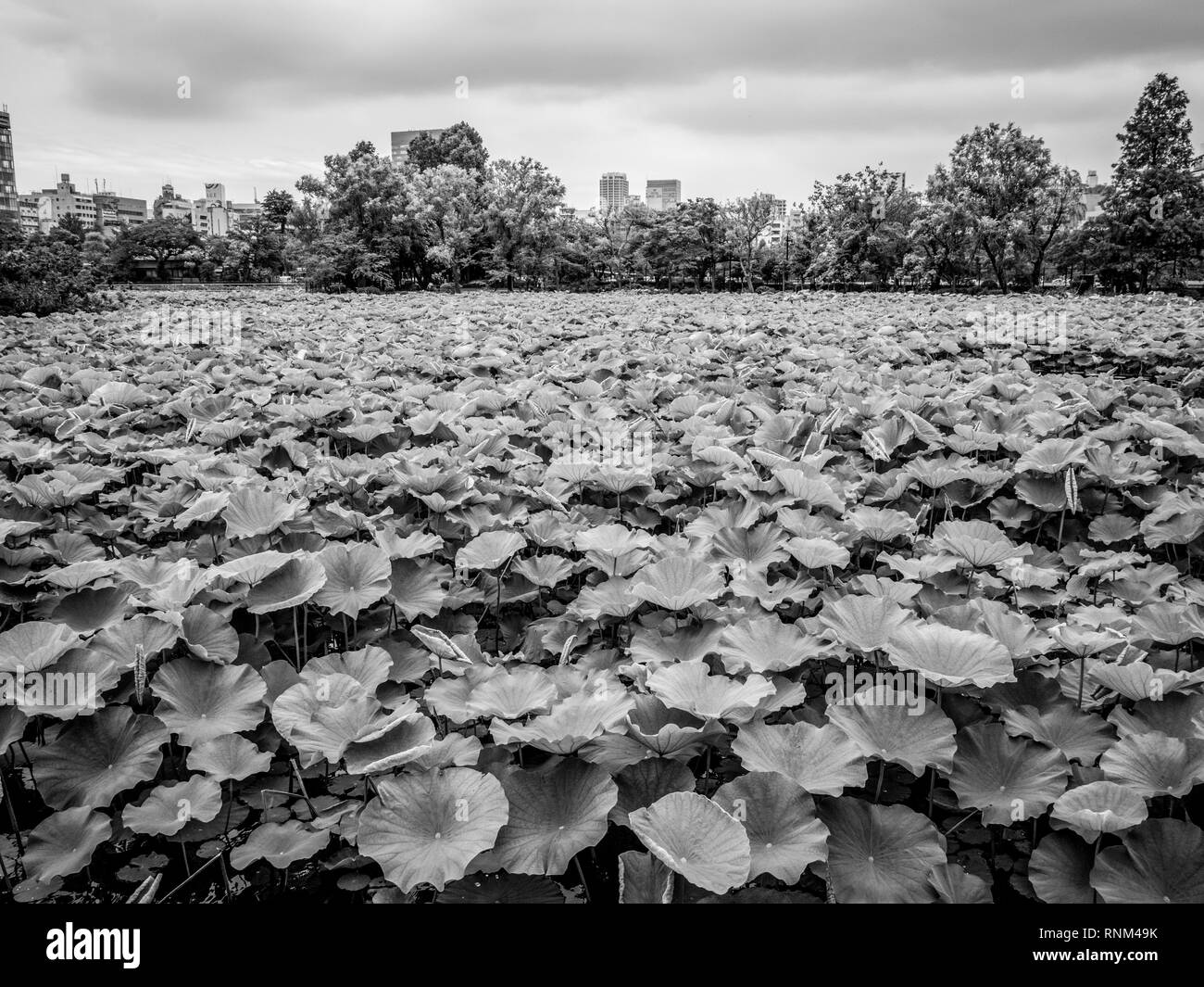 Tokyo Urban Plants High Resolution Stock Photography and Images - Alamy