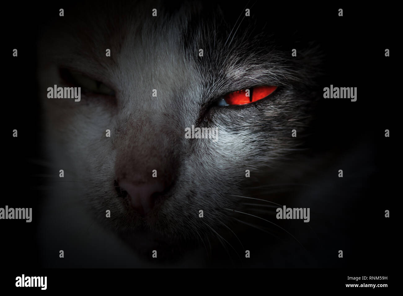 Black Cat Red Eyes Wallpaper