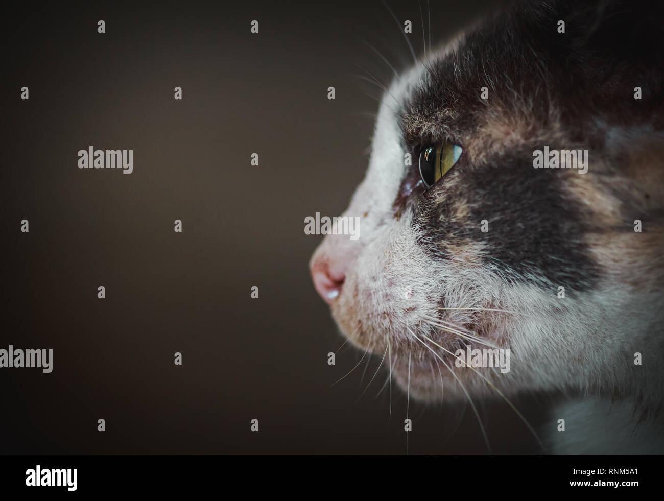 Face fauna hi-res stock photography and images - Alamy