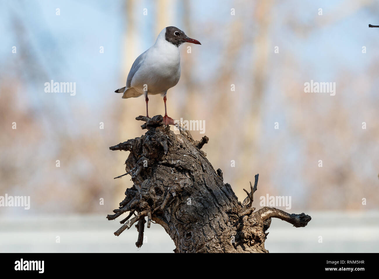 Zoo of Barcelona: seagull Stock Photo - Alamy