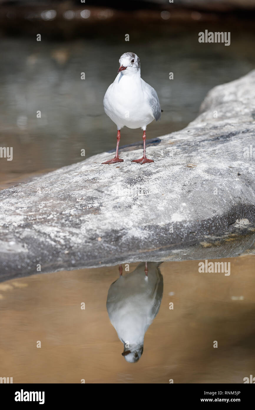Zoo of Barcelona: seagull Stock Photo - Alamy