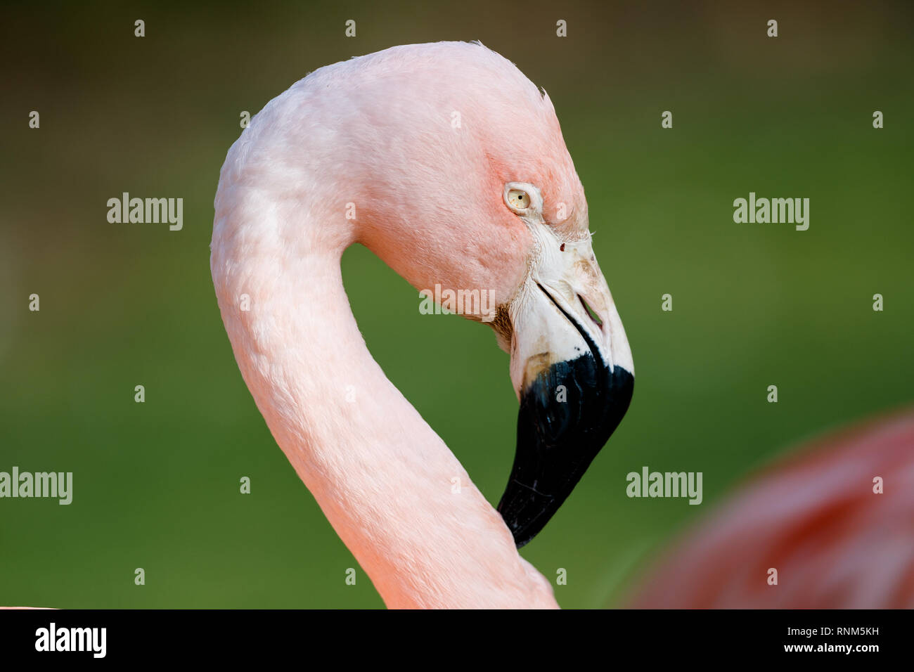 Zoo of Barcelona: Chilean flamingo (Phoenicopterus chilensis). he ...
