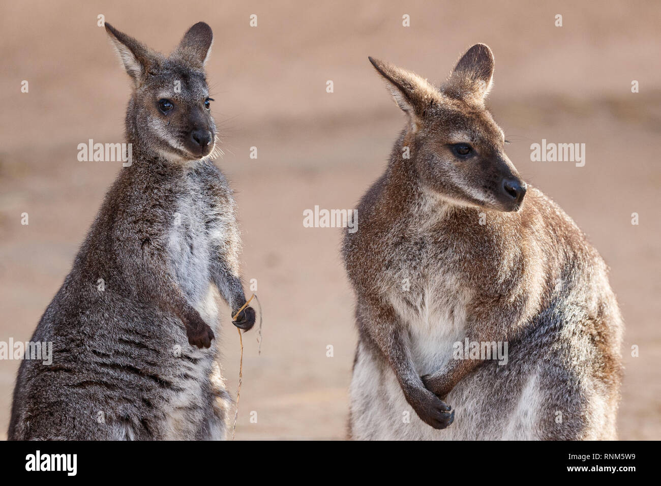 Zoo of Barcelona: Red-necked wallaby (Macropus rufogriseus). They live ...