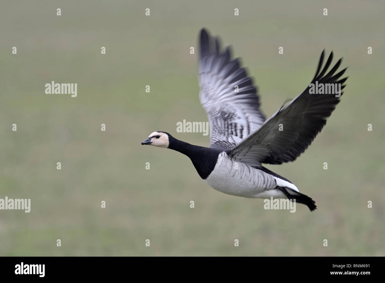 Barnacle Goose / Nonnengans ( Branta leucopsis ) in flight, flying over ...