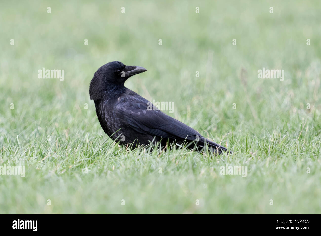 Carrion Crow / Rabenkraehe ( Corvus corone ) sitting on the ground in ...