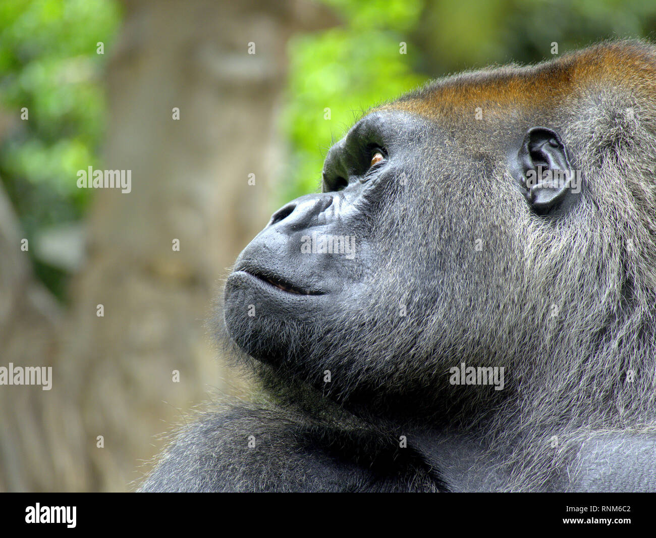 Gorilla portrait hi-res stock photography and images - Alamy