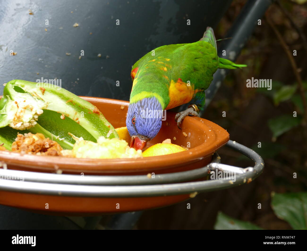 Lori parrot hi-res stock photography and images - Alamy