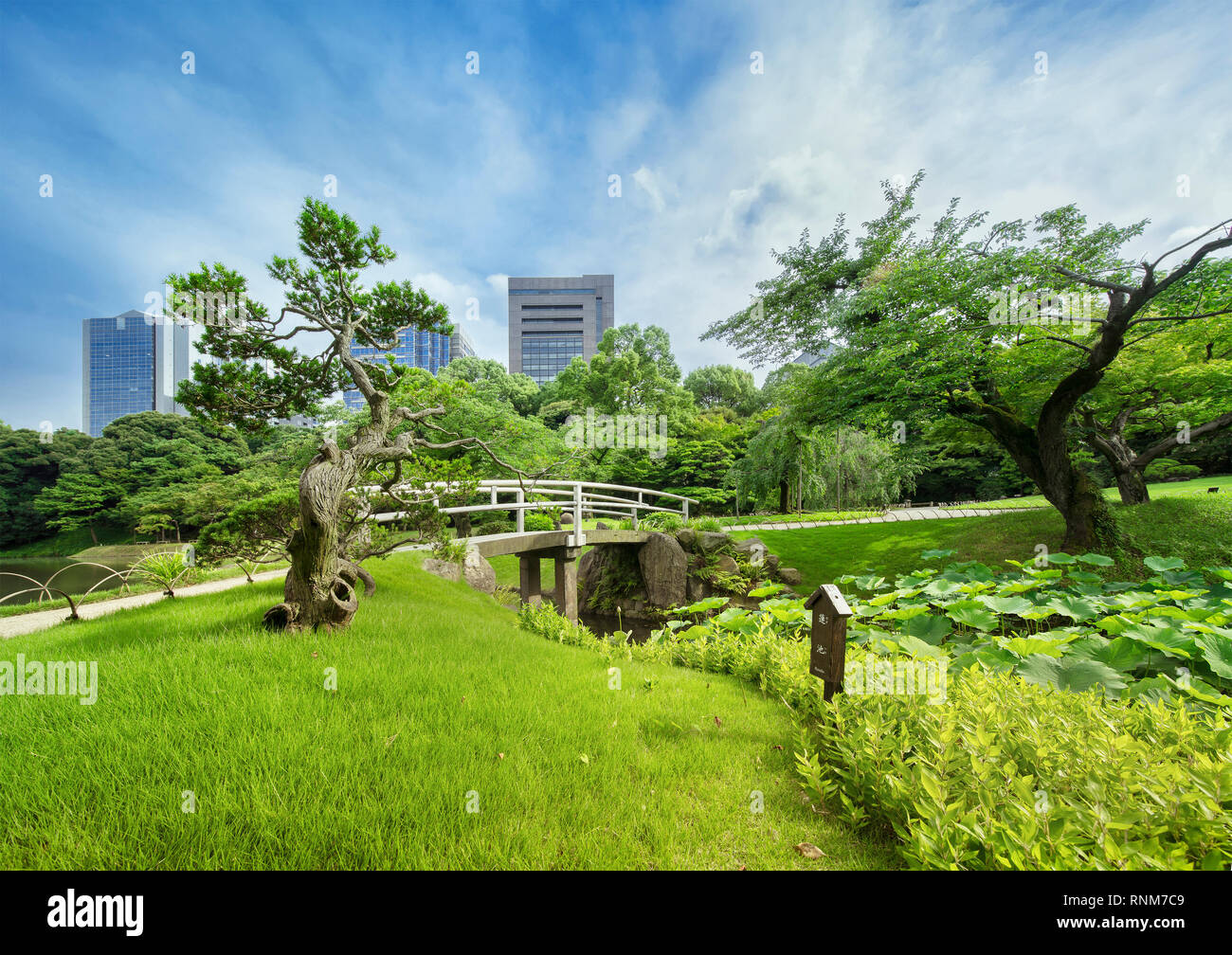 Small Japanese bridge of Koishikawa Korakuen Park in Tokyo surrounded ...