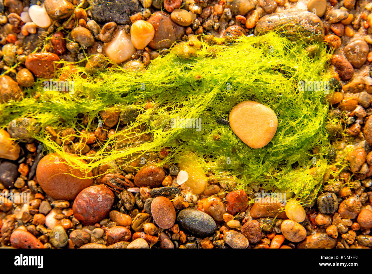 sea lettuce, alga, on a beach of the Baltic sea Stock Photo - Alamy