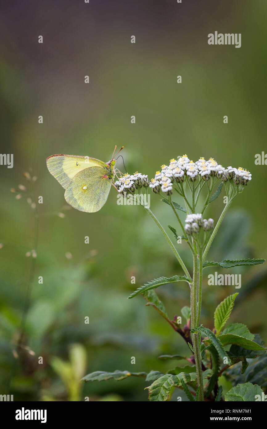 Light Green Butterfly Background