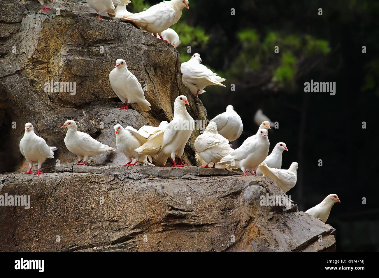 White rock dove hi-res stock photography and images - Alamy