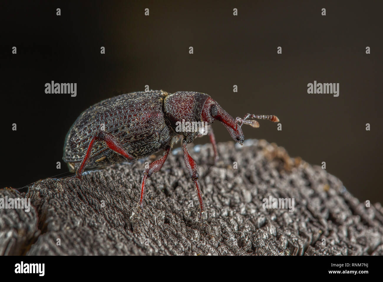 Invertebrate beetle weevil hi-res stock photography and images - Alamy