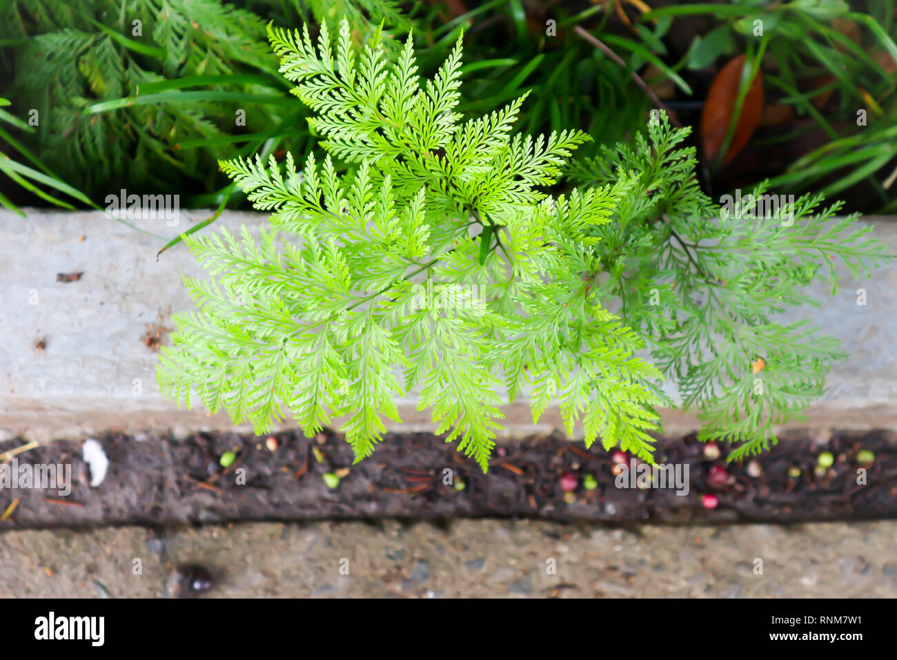 Selaginella wallichii hi-res stock photography and images - Alamy